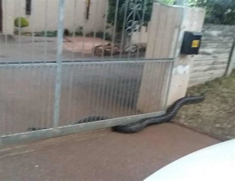 Eish Wena Huge Python Attacks Man Bites His Face Viral Video