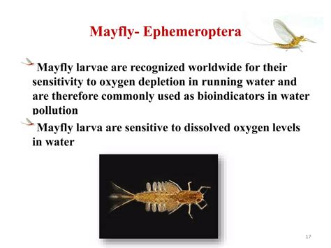 Insects As Pollution Indicators Pptx Indoor Environmental Quality