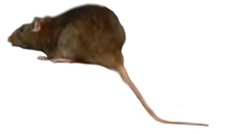 Rat Harry Potter The 5d Combined Shared Crossovers For An The Good