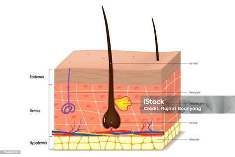 Skin Layers Structure Vector Human Skin Anatomy Epidermis Dermis Hypodermis Stock Illustration