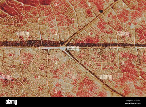 Texture Of The Leaf Stock Photo Alamy