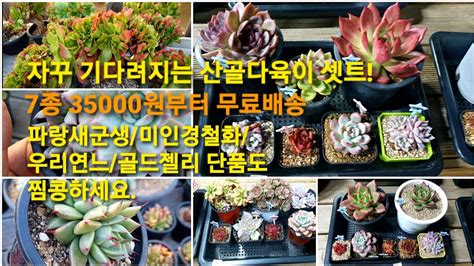 산골다육이셋트 7종35000원부터 무료배송 파랑새군생 미인경철화 우리연느군생 제스타철화 판도라 골드젤리 나나캔군생 해피군생 Youtube