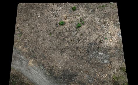 Artstation Forrest Ground Cutted Trees Photogrammetry Resources