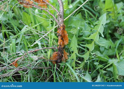 Juniper Rust On Branch Of Savin Juniper Juniperus Sabina Caused By Gymnosporangium Sabinae Stock