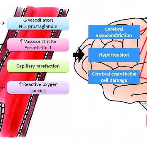 The Hypothesis Of Anti Vegf Signaling Induces Pres Anti Vegf Signaling
