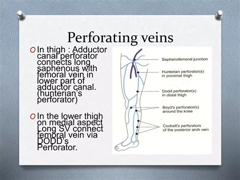 Anatomy Of Venous System Of Lower Limb Pptx