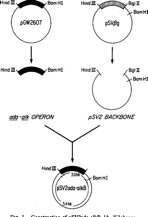 Figure 1 From Suppression Of Human Dna Alkylation Repair Defects By