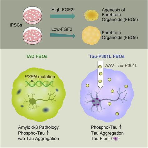 A Next Generation Ipsc Derived Forebrain Organoid Model Of Tauopathy