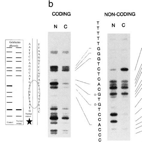 A Rnase Protection And Primer Extension Schematic Representation Of