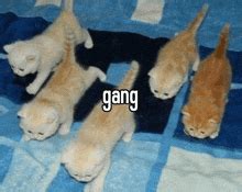 Cat Gang GIFs Tenor