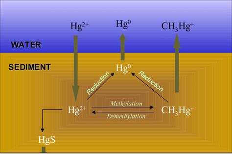 Conceptual Diagram Of Mercury Cycling In Sediment Download