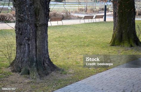 도로 에 의해 공원에서 고대 단풍 나무와 강한 트렁크 회색 콘크리트 포장 및 배경에 나무 벤치 화단에 풀과 다년생의 마른 잎