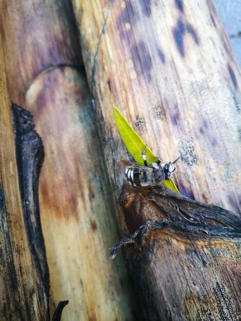 Premium Photo Close Up Of Grasshopper On Wood