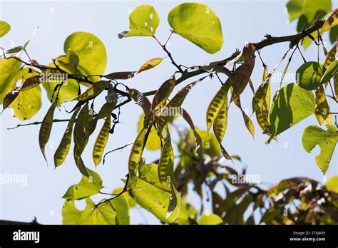 Gewöhnlicher Judasbaum, Judasbaum, Frucht, Früchte, Schoten, Cercis ...