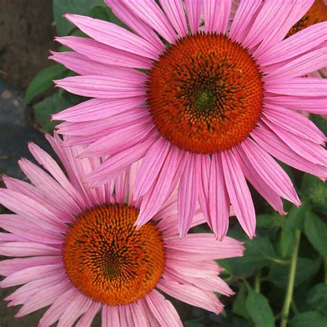 Echinacea ‘ruby Giant Terra Nova® Nurseries Inc