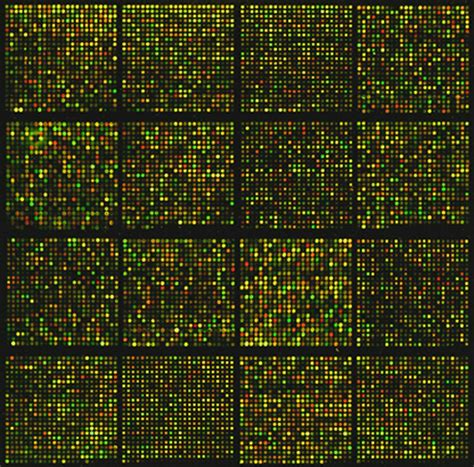 How To Open And Edit Fasta File Format For Dna And Protein Sequences