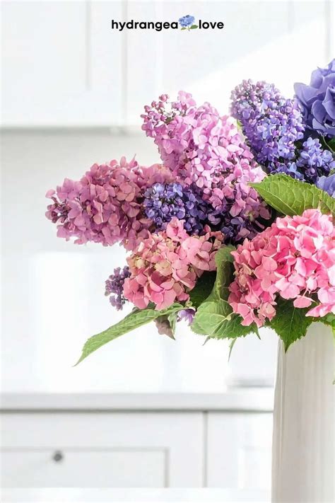 7 Best Hydrangeas For A Cut Flower Garden Hydrangea Love
