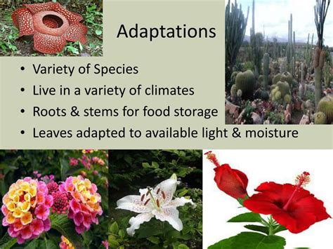 Ppt Division Anthophyta Powerpoint Presentation Free Download Id 1998572