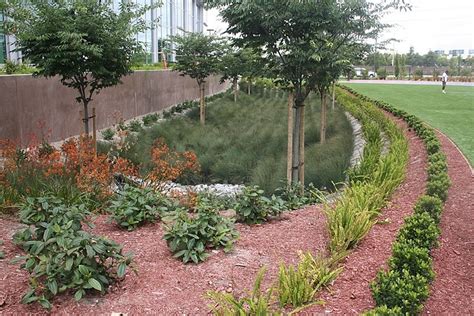 Best Plants For Bioswales Filtering Rainwater Runoff For Suds