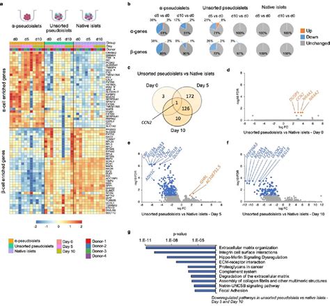 Figure 4 From Fluorescein Based Sensors To Purify Human A Cells For Functional And