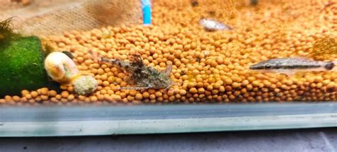 Stone Catfish Splashy Fin Live Fish Bangalore Only Shipping