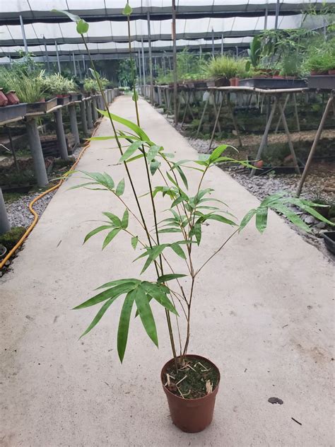 庭院观赏竹子种类庭院竹子图片观赏竹第8页大山谷图库