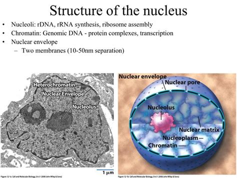 Ppt Structure Of The Nucleus Powerpoint Presentation Free Download Id 3538725