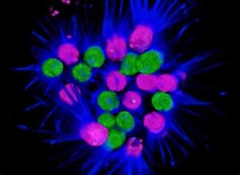 Scientists Discover ‘unusual Third Path To Multicellular Lifeforms
