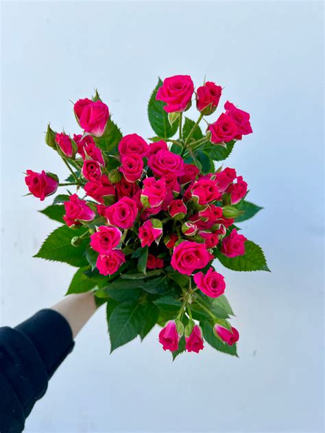 Hot Pink Spray Roses Ca Grown 10st Ramirez Wholesale Flowers Inc