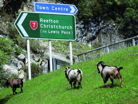 Growing Goat Herd Problem Greymouth Star