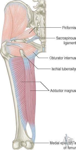 Anatomy Art Series 1 The Adductor Magnus