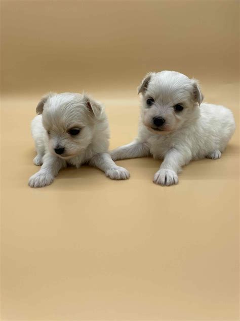 チワワ×マルチーズの赤ちゃん★ 千葉県旭市のペットショップ・ブリーダー Breg（ブレグ）