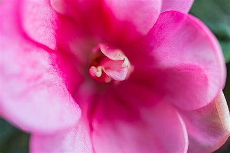 생생한 꽃잎과 복잡한 디테일을 가진 한 송이의 분홍색 꽃을 클로즈업한 이 이미지는 부드러운 질감을 강조하고 흐릿한 배경과 대조를 이루며 마케팅 자료를 연상시키는 데