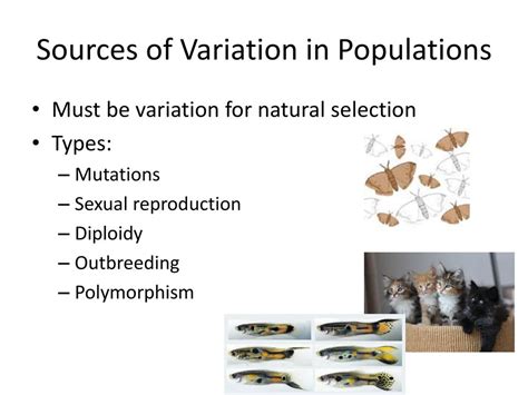 Allele Frequencies Ppt Download