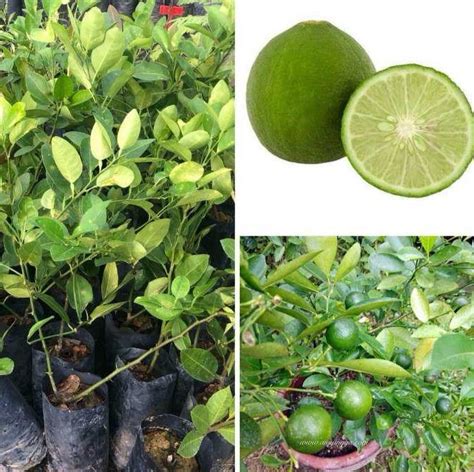 Limau Nipis Muallim Hortigard And Nursery
