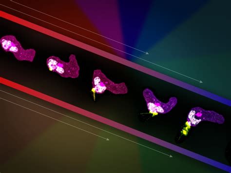 Simple Neural Networks Outperform The State Of The Art For Controlling Robotic Prosthetics