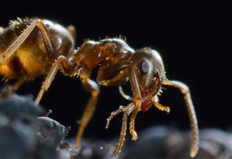 Ameisen Versklaven Blattläuse Holger Rüdel Fotografie
