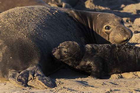 Newborn Elephant Seal Pup