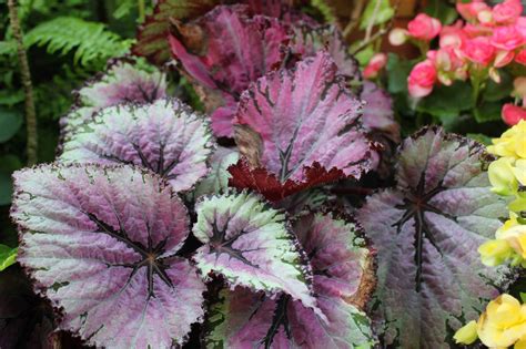 Лекарственные растения и многое другое из Горного Алтая снадобья МУМИЁ ЛЕКАРСТВО ПРОТИВ