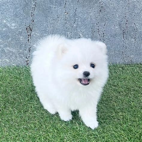 네코스토리 서울 본점 강아지 고양이 유기묘 유기견 길 고양이 아깽이 댕냥이 무료 분양 입양 보호 위탁 허위 X 네코스토리에서는 24 11 01 이후로 책임 비용을