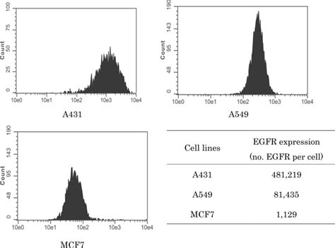 The Expression Level Of Epidermal Growth Factor Receptor Egfr In Each