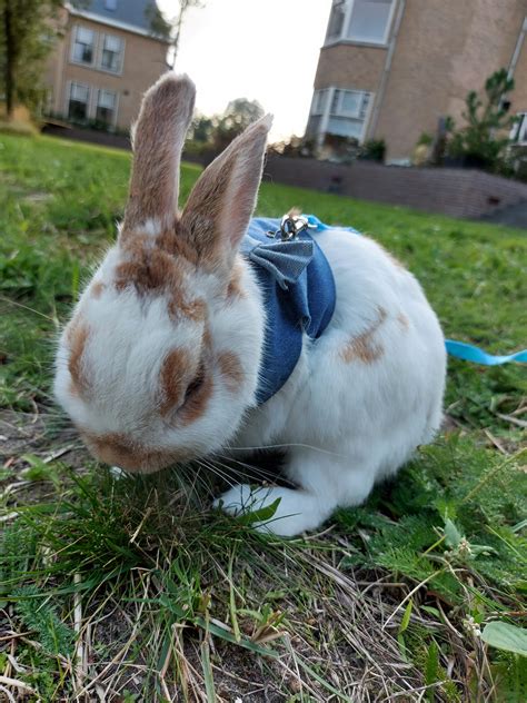 Pododermatitis Questions In Comments Rrabbits