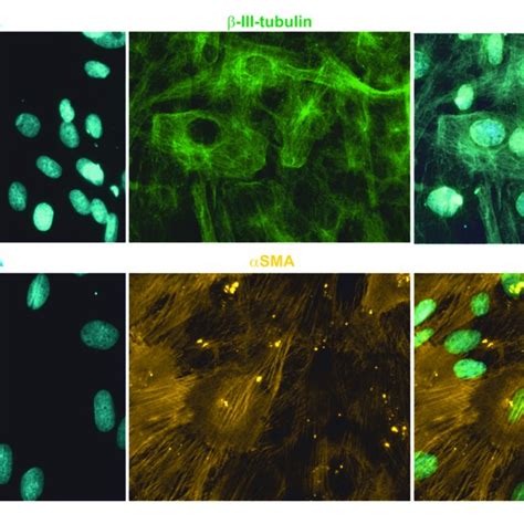 Oncscs Differentiate Into Cells Of The Ectodermal And Mesodermal Download Scientific Diagram