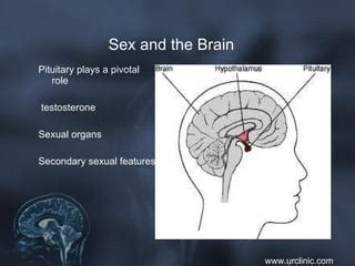 Sex And Brain PPT