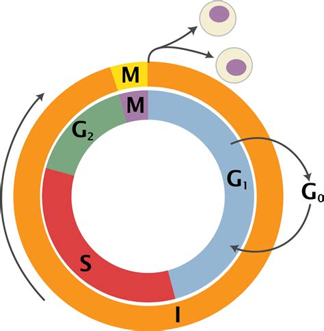 Cell Cycle Png Clipart Full Size Clipart 640641 Pinclipart