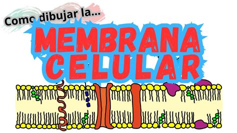 Partes Membrana Celular Dibujo Facil My Xxx Hot Girl