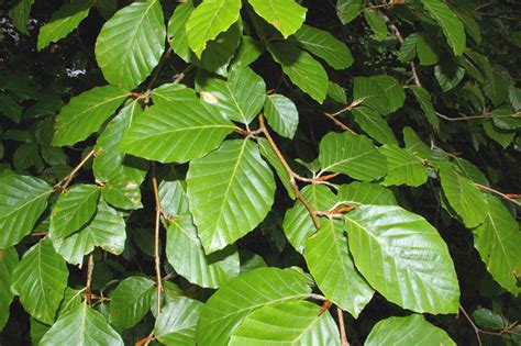 Fagus Sylvatica • New Zealand Plant Conservation Network