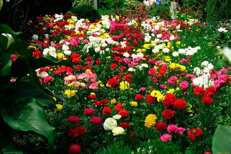 Многолетнее садовое растение Лютик — фото описание и уход Основные виды и размножение растения