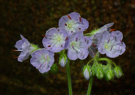 Appendaged Waterleaf Hydrophyllum Appendiculatum Flickr