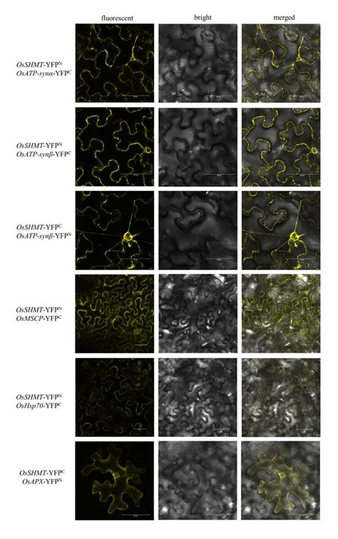 Bimolecular Fluorescence Complementation Validation Of The Download Scientific Diagram